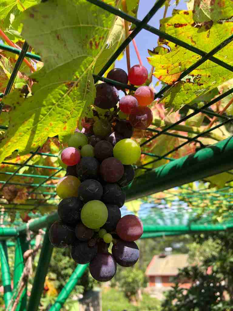 Gallery – Hill crest holiday